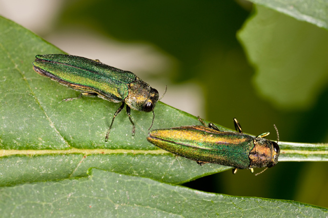 What’s Killing the Ash Trees? – The Academy of Natural Sciences