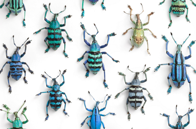 Pinned! – The Academy of Natural Sciences