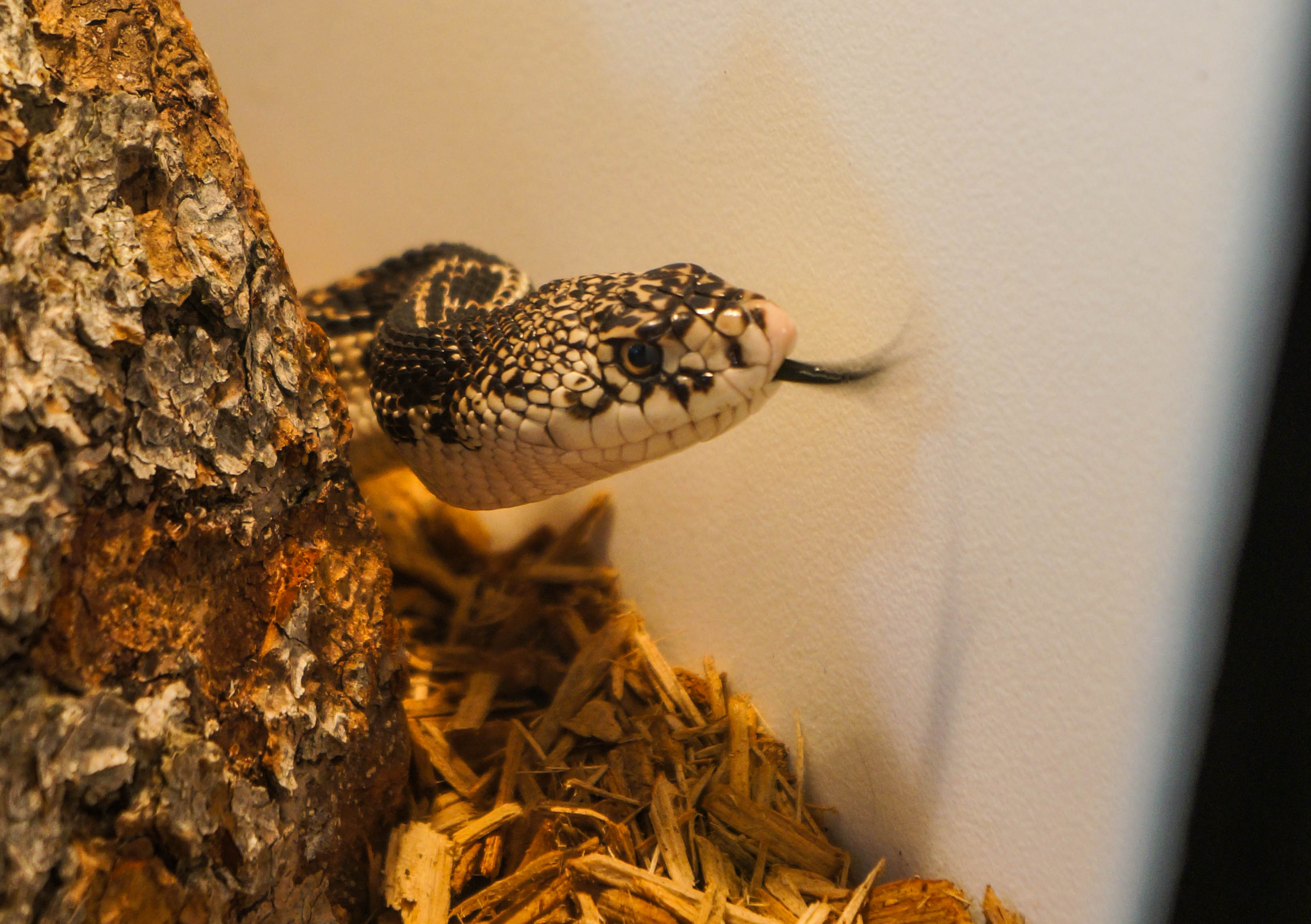 Photoblog: Titanoboa: Monster Snake Exhibit – The Academy of Natural ...