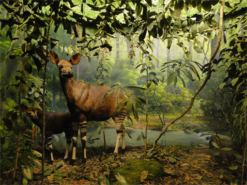 The Missing Okapi – The Academy of Natural Sciences