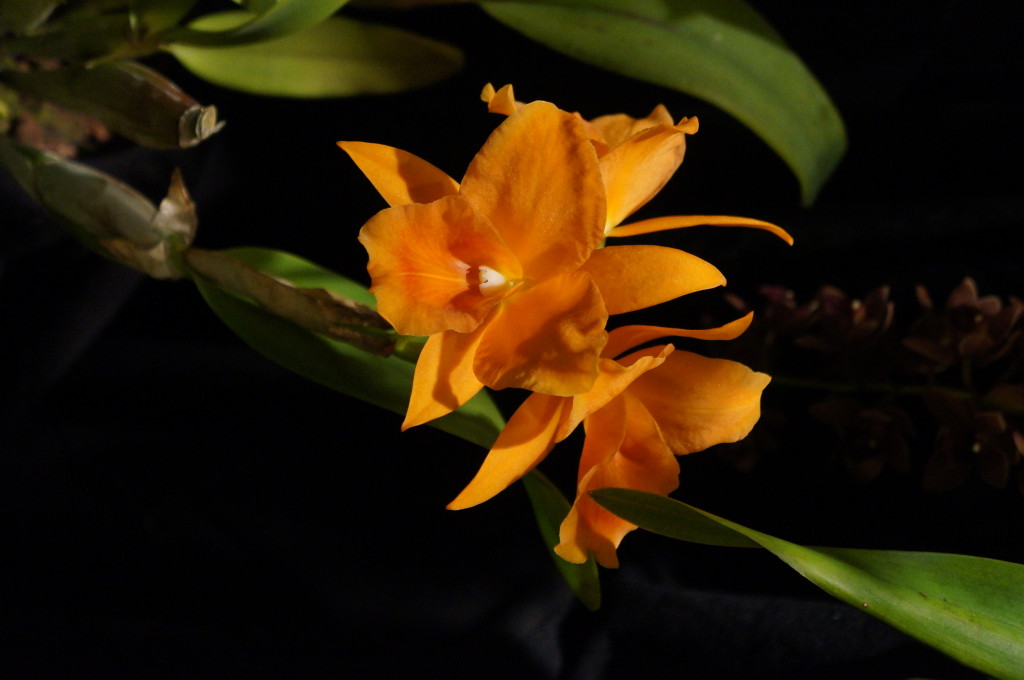 Pennsylvania Orchids – The Academy of Natural Sciences