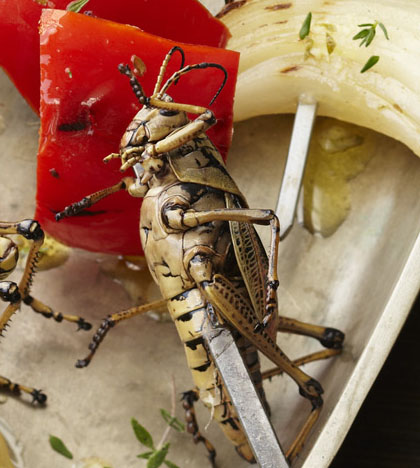 Culinary Insect Delights – The Academy of Natural Sciences