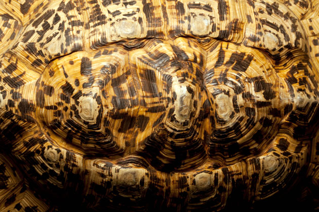 Photoblog: Meet Ollie the Tortoise – The Academy of Natural Sciences