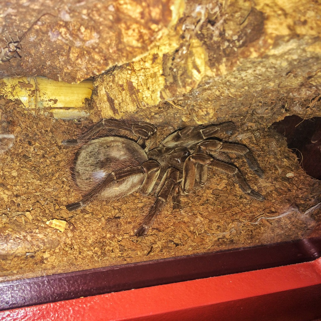 Tantalizing Tarantula Facts – The Academy of Natural Sciences