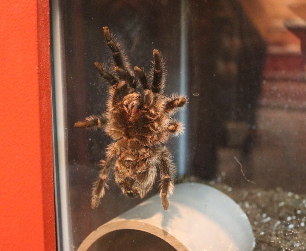 Tantalizing Tarantula Facts – The Academy of Natural Sciences