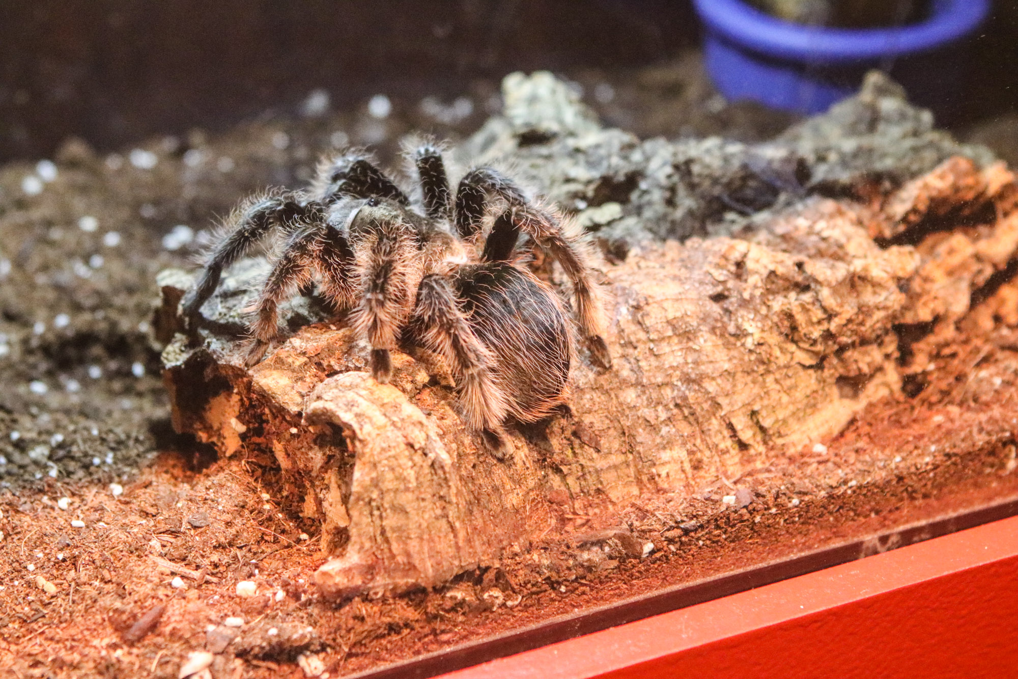 Tantalizing Tarantula Facts – The Academy of Natural Sciences