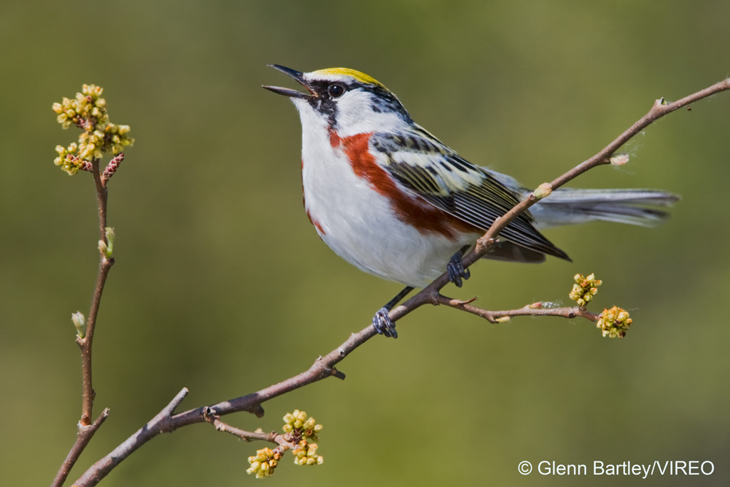 Wood-warblers 101: Treasures in the Trees – The Academy of Natural Sciences