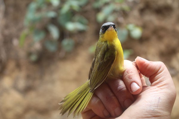 Ornithologists Back From Field – The Academy of Natural Sciences