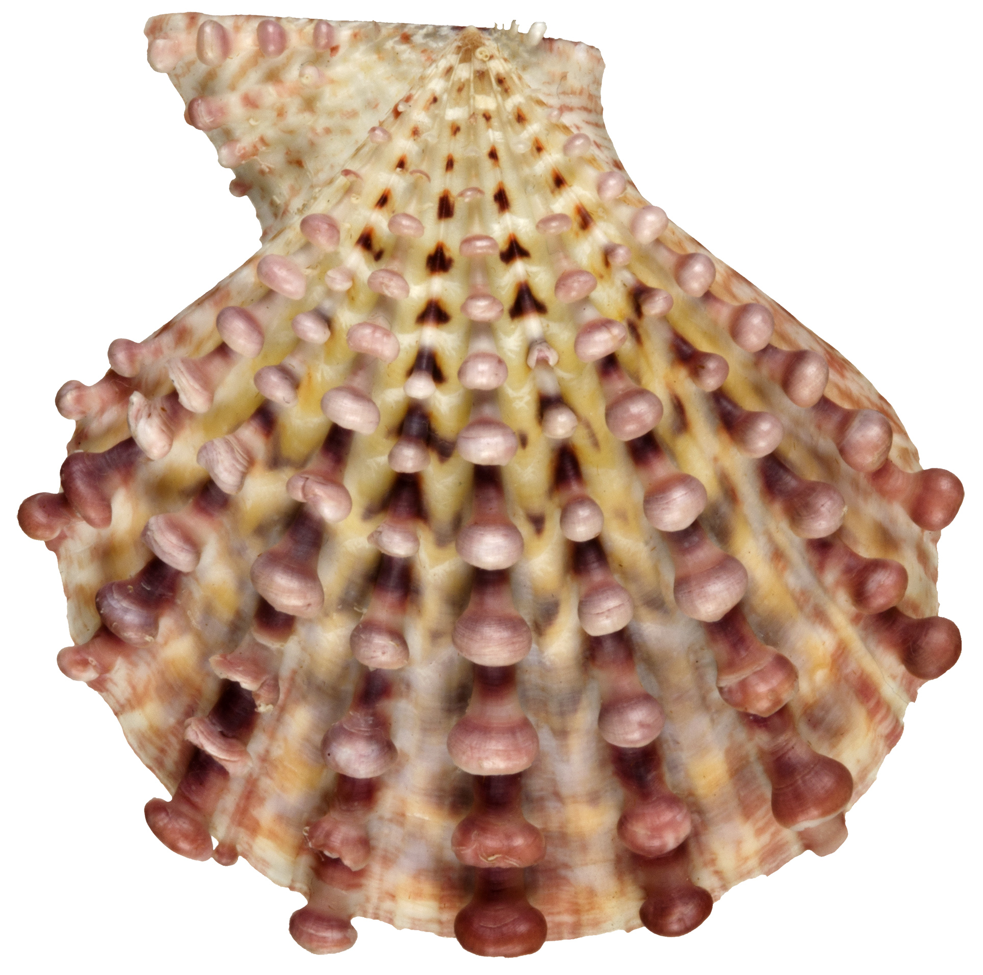 Two Centuries of Shells – The Academy of Natural Sciences