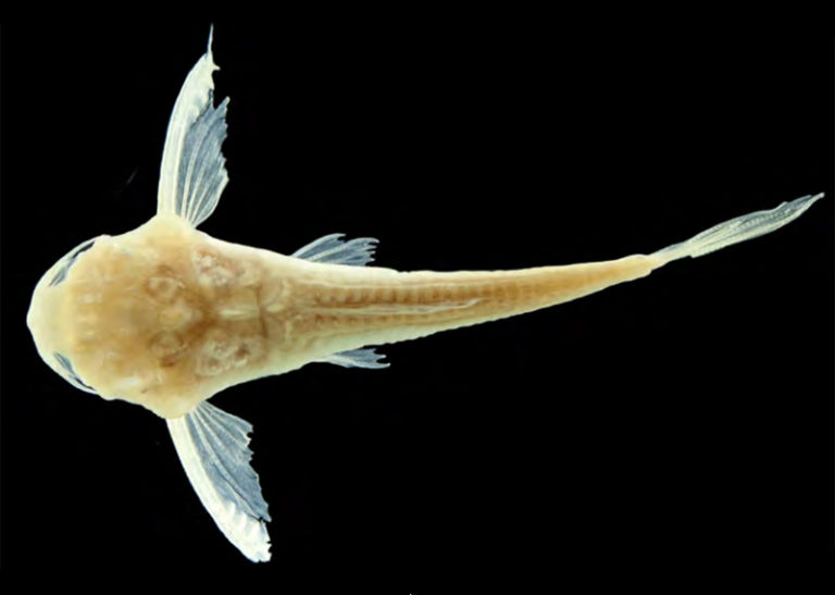 Mini Eyeless Catfish Named – The Academy of Natural Sciences