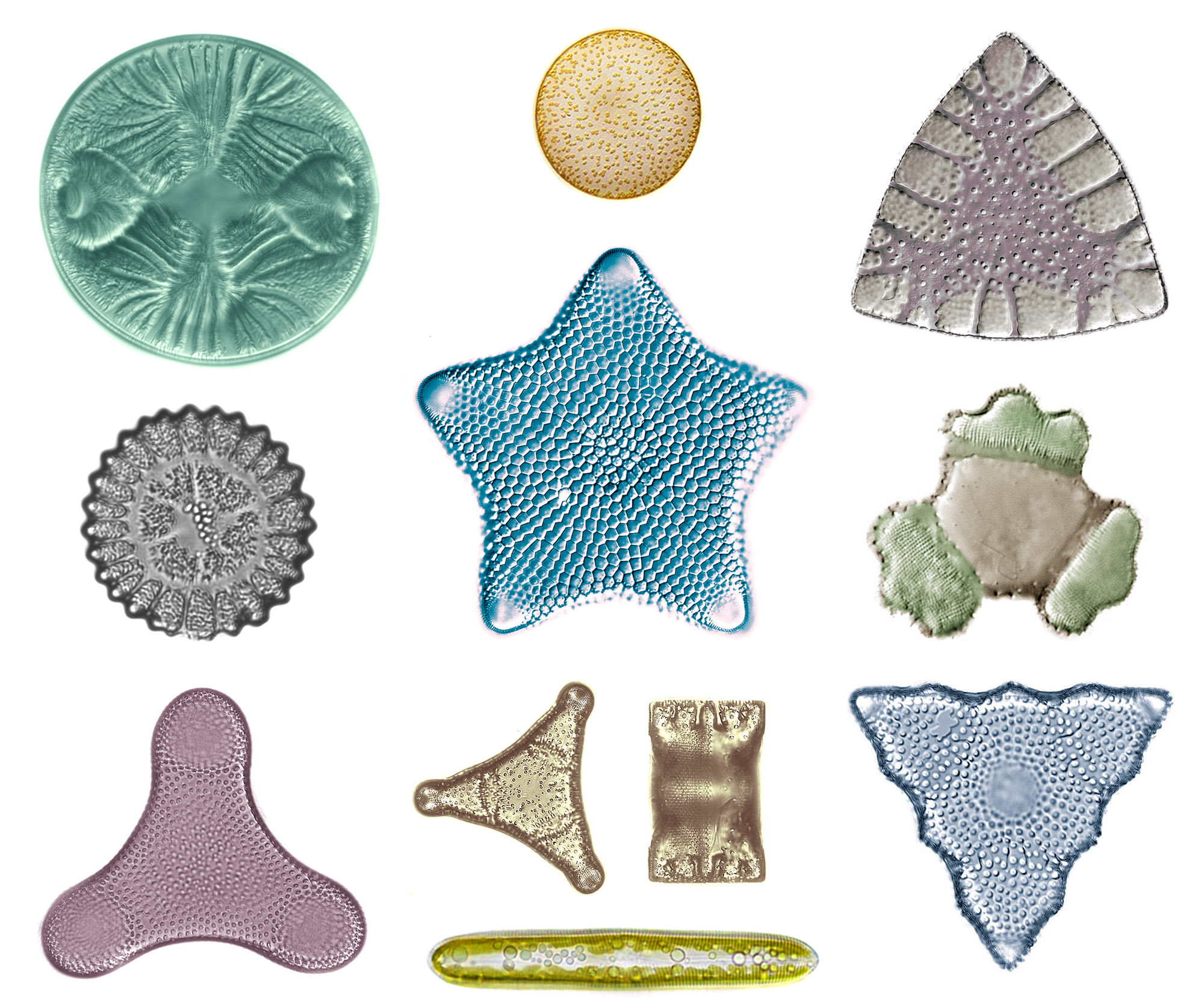 Who’s Minding the Diatom Herbarium? – The Academy of Natural Sciences