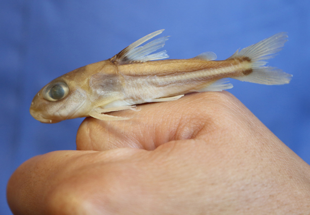 A Parting Gift – The Academy of Natural Sciences