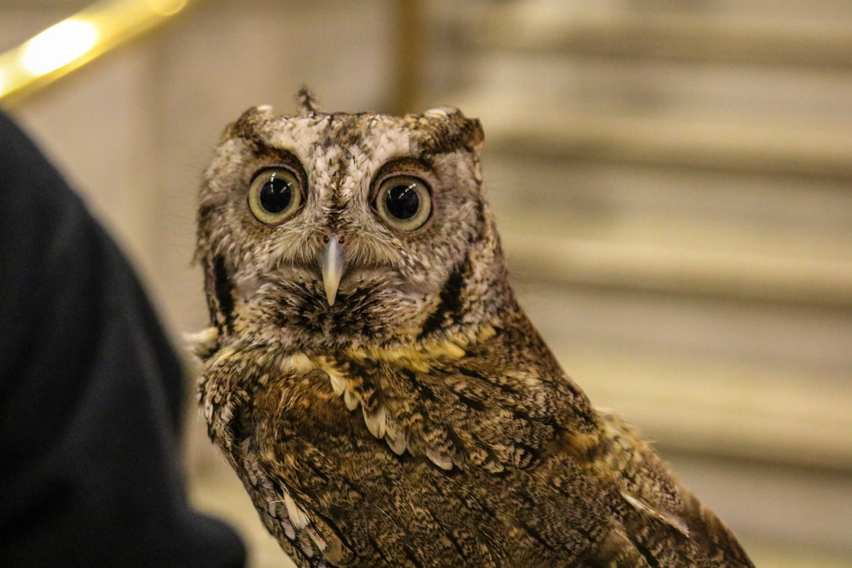 Dino-mite Summer Begins NOW – The Academy of Natural Sciences