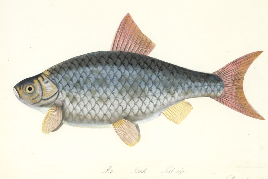 The Freshwater Fishes of Great Britain – The Academy of Natural Sciences