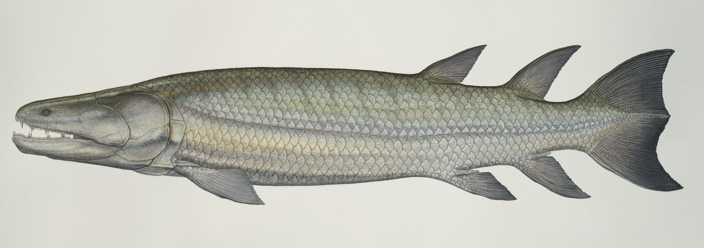 Illustrating a Devonian Predator: Part 2 – The Academy of Natural Sciences