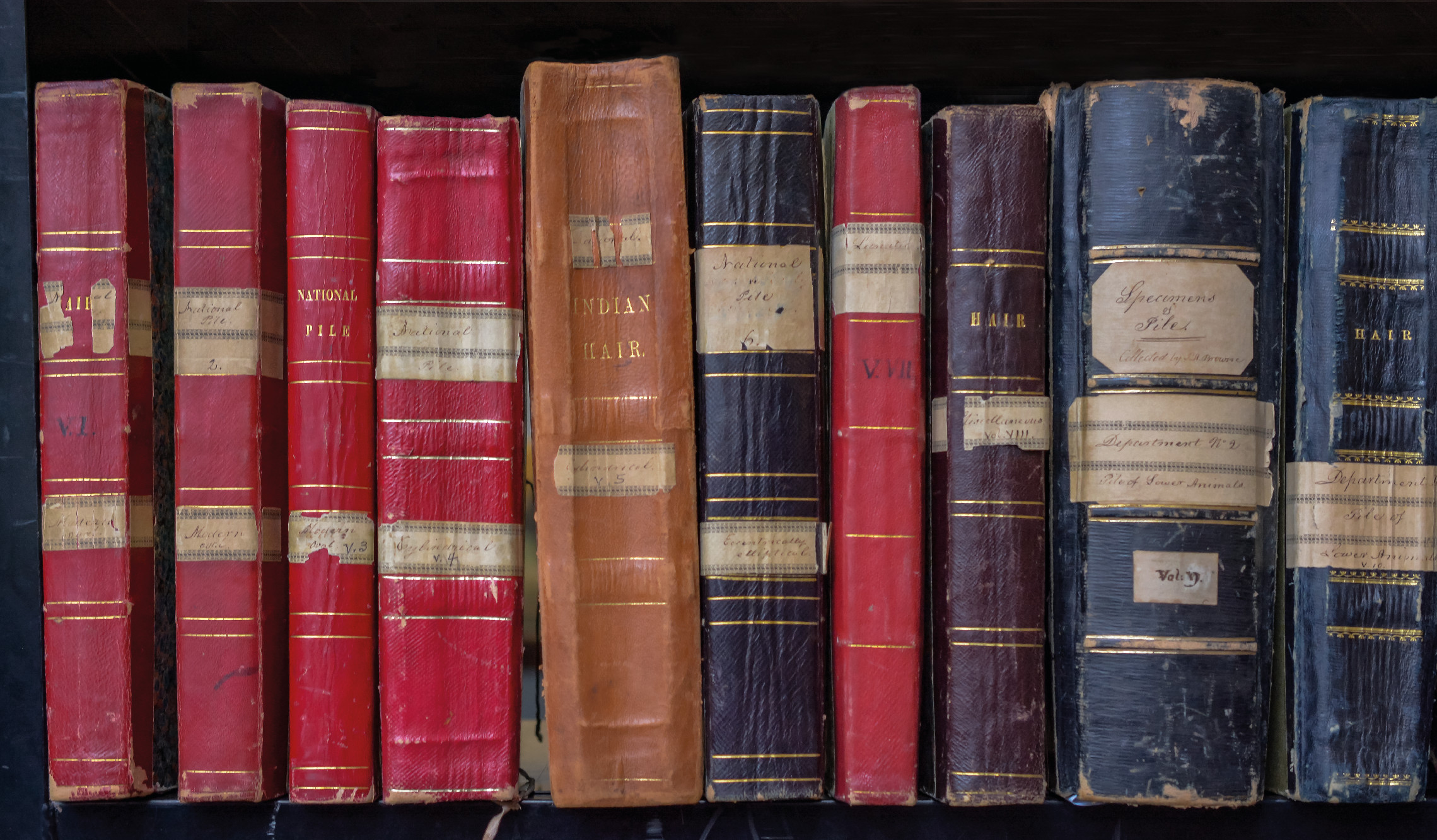 Historic Hair Collection – The Academy of Natural Sciences