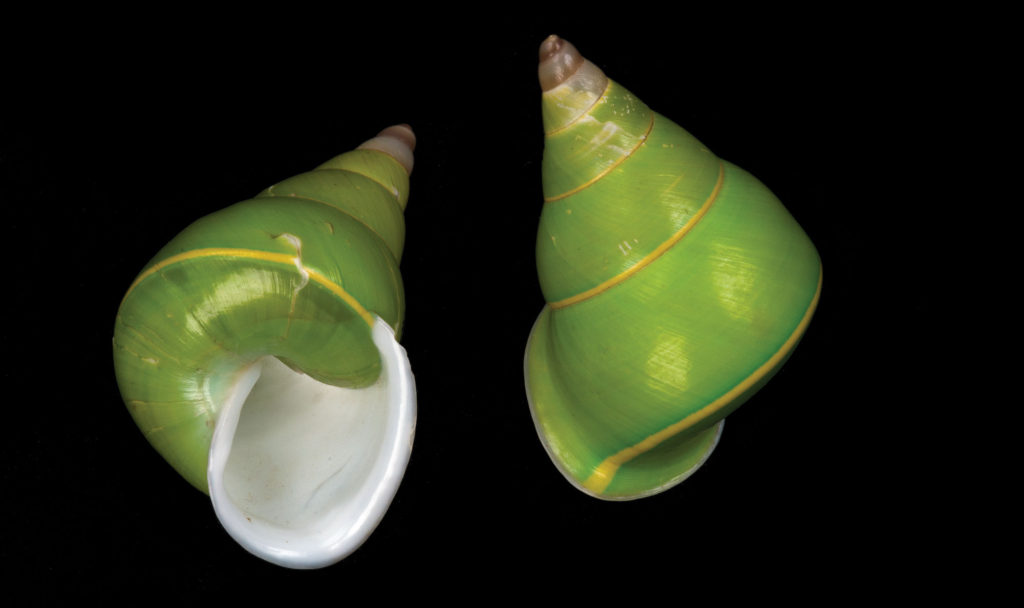 Undersea Treasures Wash Ashore – The Academy of Natural Sciences