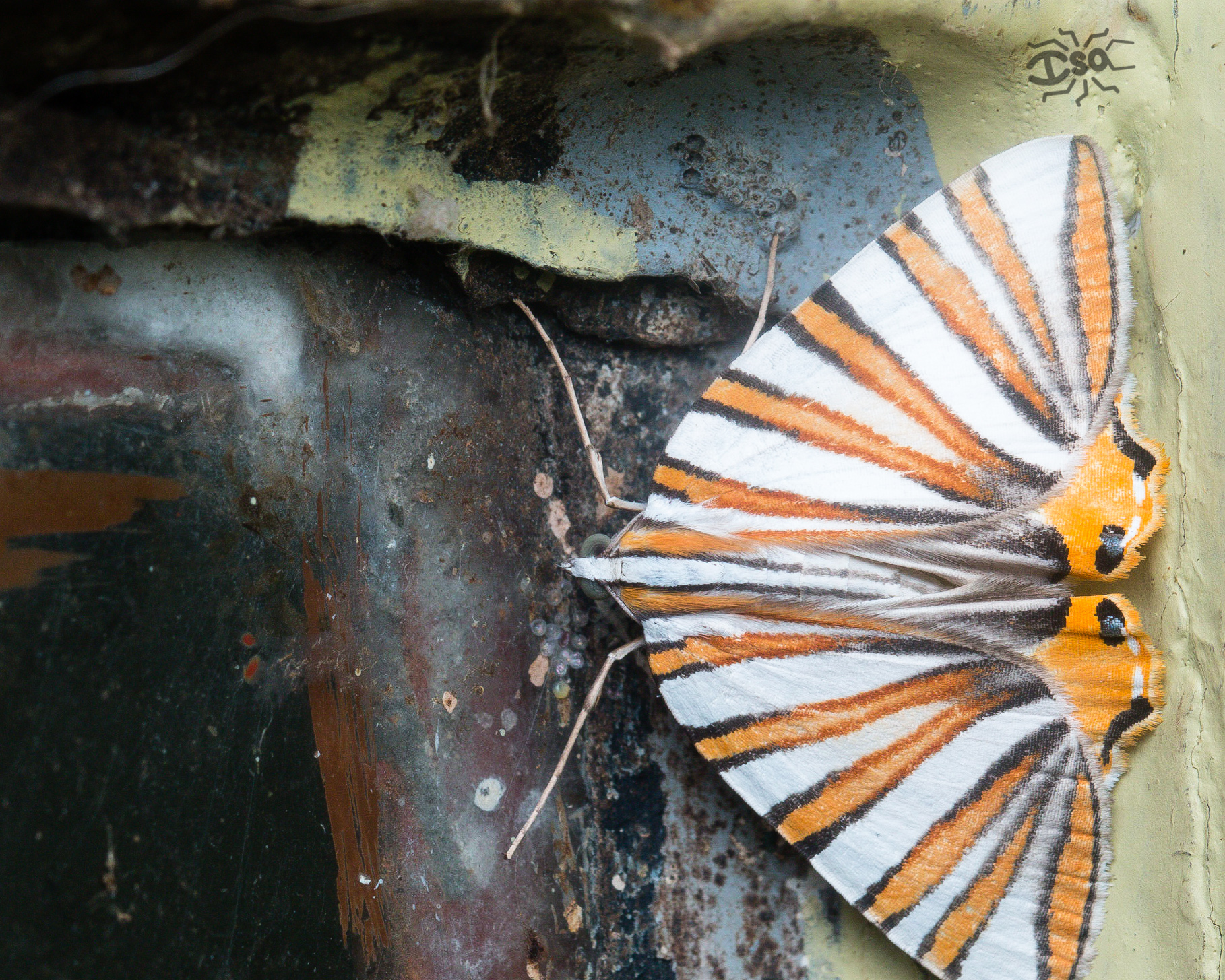 Where have all the insects gone? – The Academy of Natural Sciences