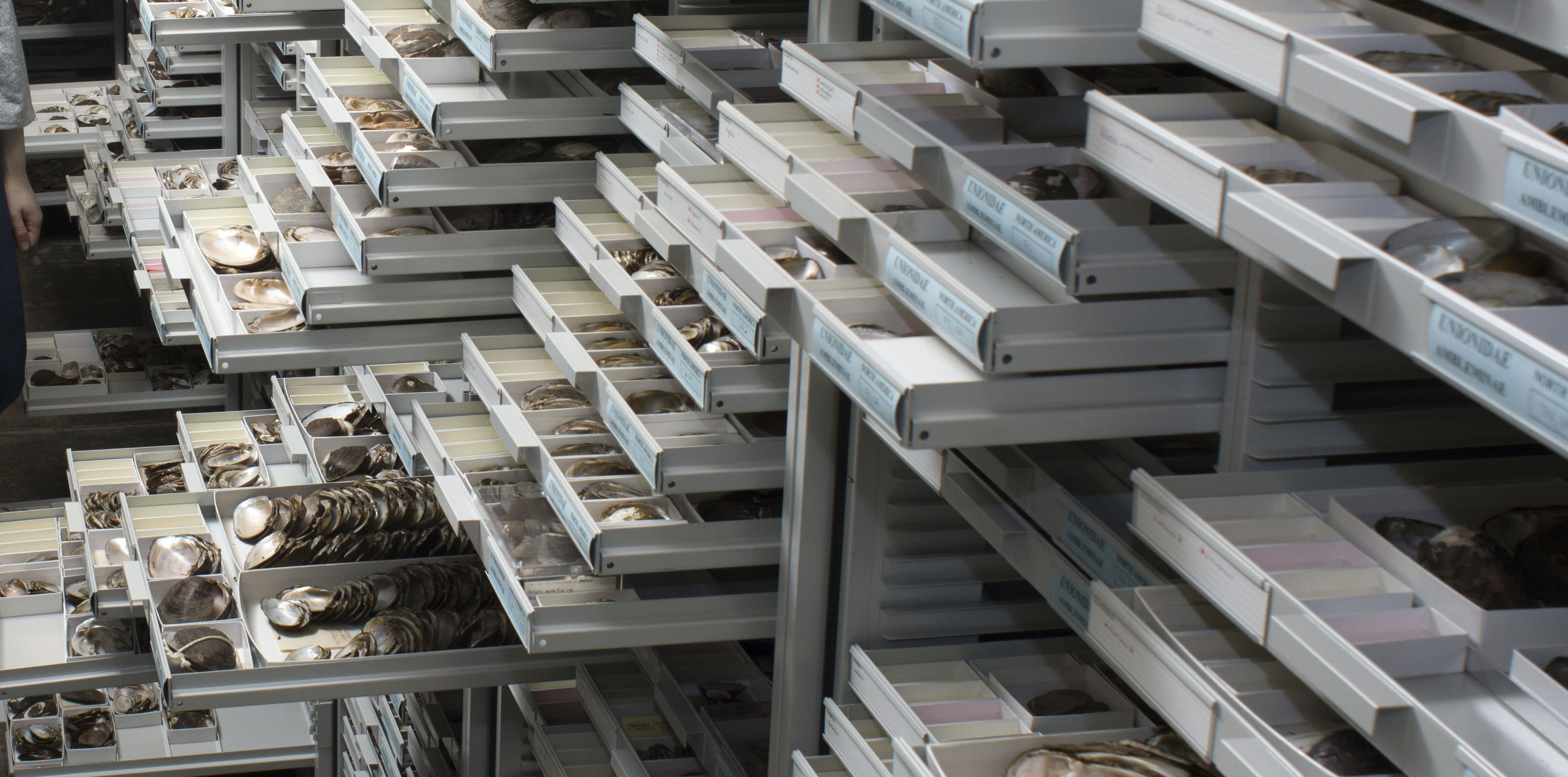 The Freshwater Mussel Collection: Care and Conservation – The Academy ...