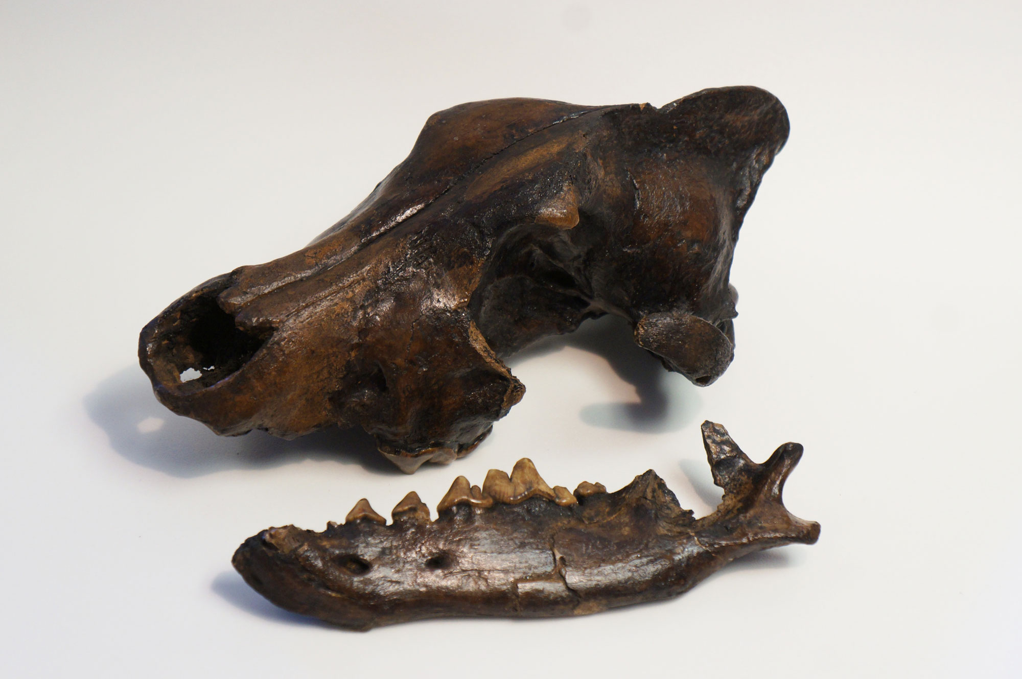 Are Dire Wolves Real? – The Academy of Natural Sciences