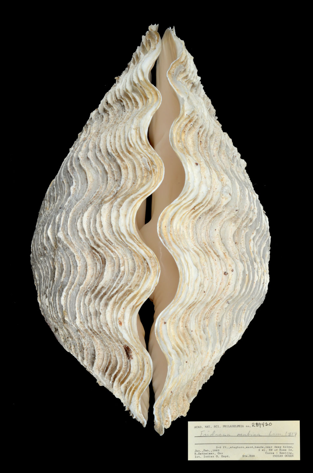 New Discoveries Flow From Museum Collections – The Academy of Natural ...