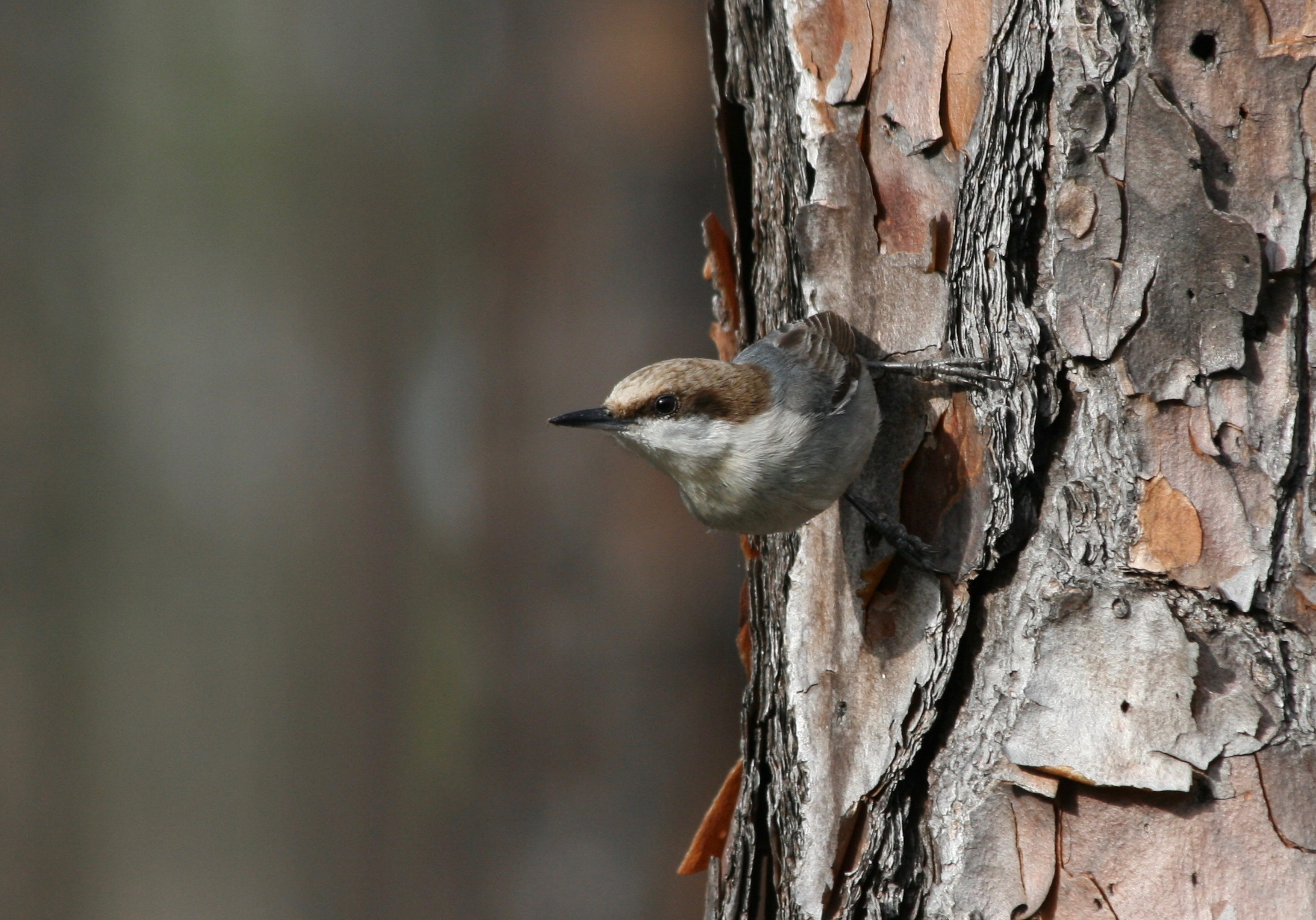 Down to Bond’s Bird in the Collection – The Academy of Natural Sciences