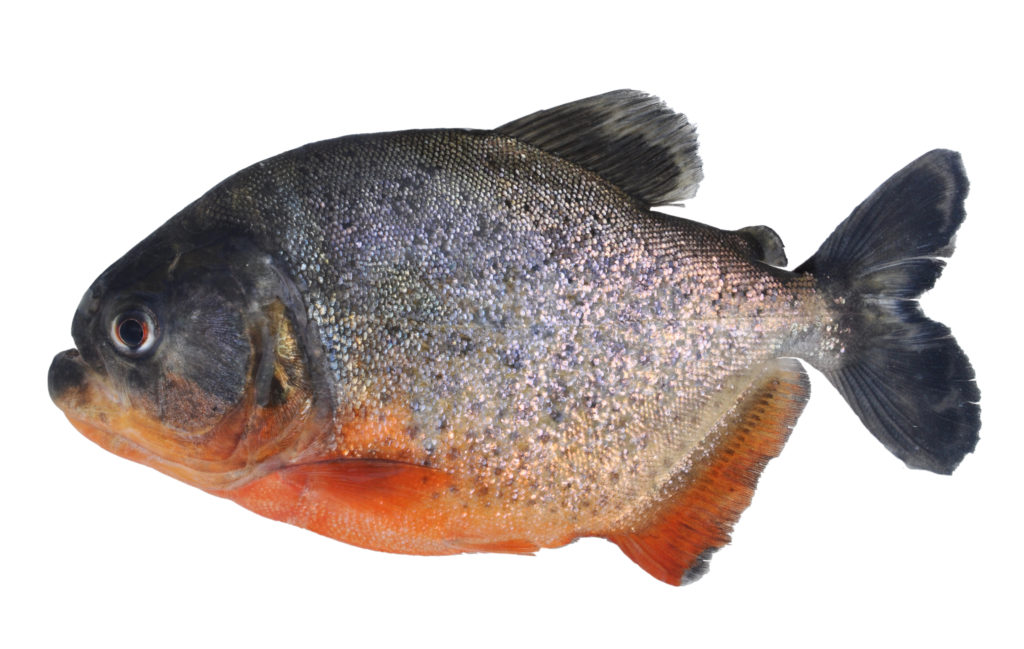 How to Discover a New Fish – The Academy of Natural Sciences