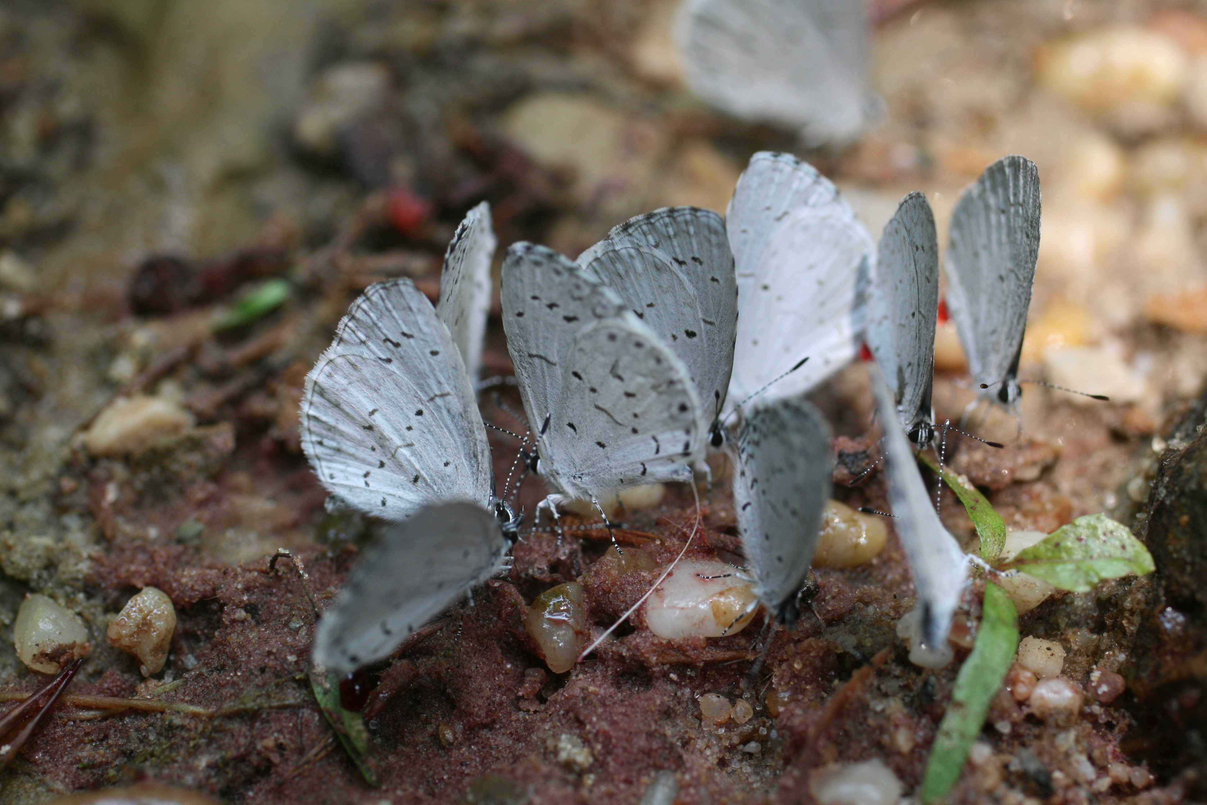 Summer Azure Butterfly Facts