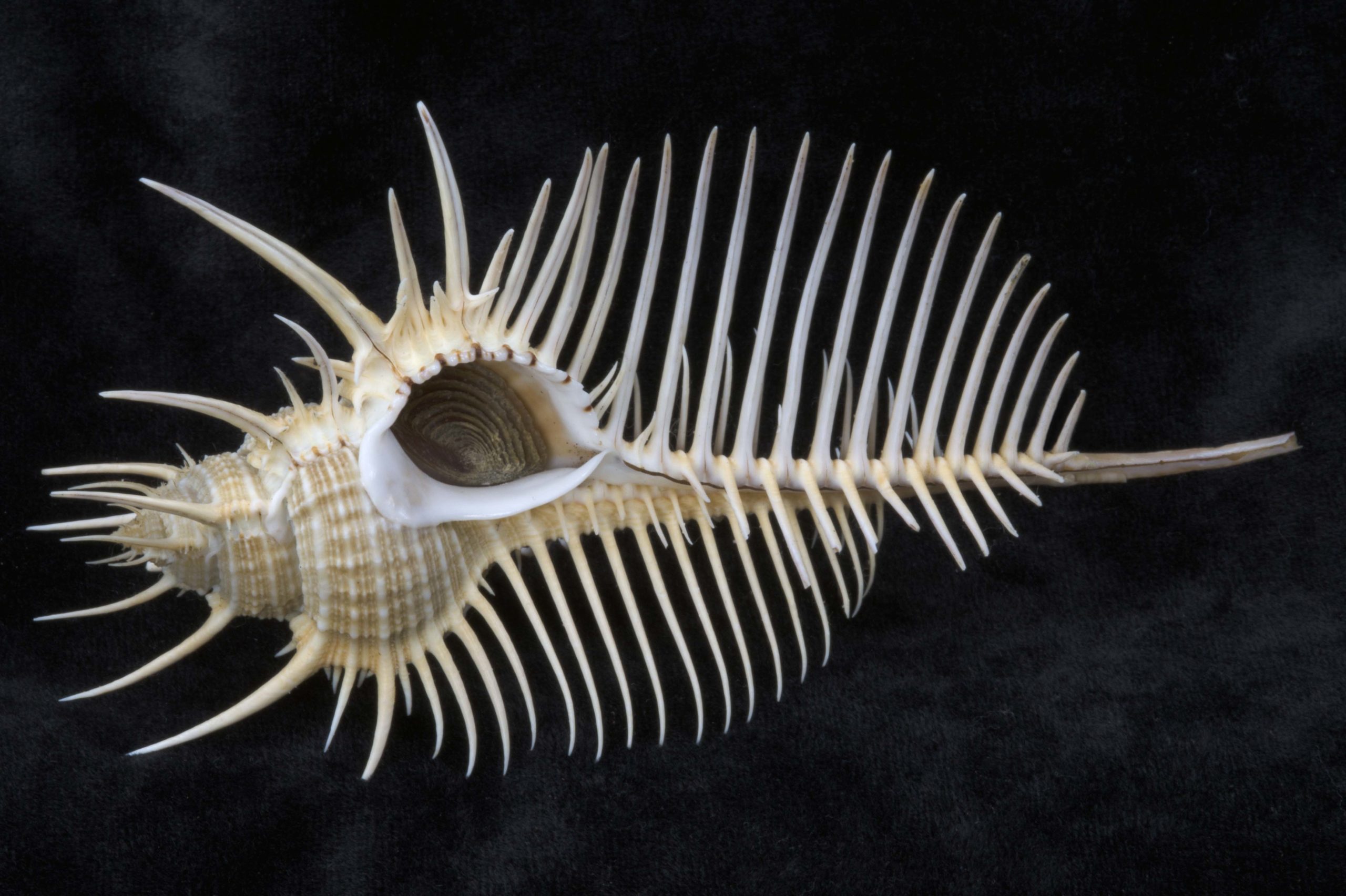 Shell Feast for the Eyes – The Academy of Natural Sciences