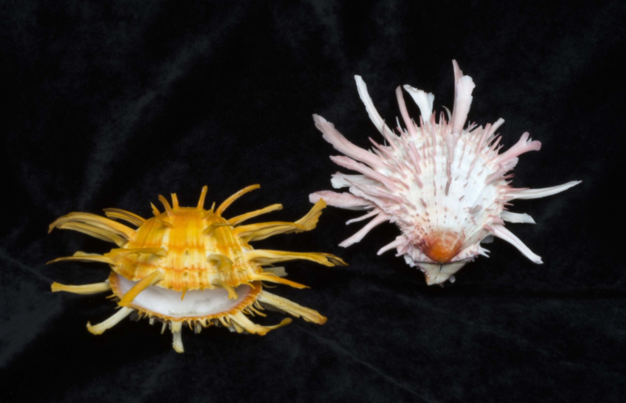 Shell Feast for the Eyes – The Academy of Natural Sciences