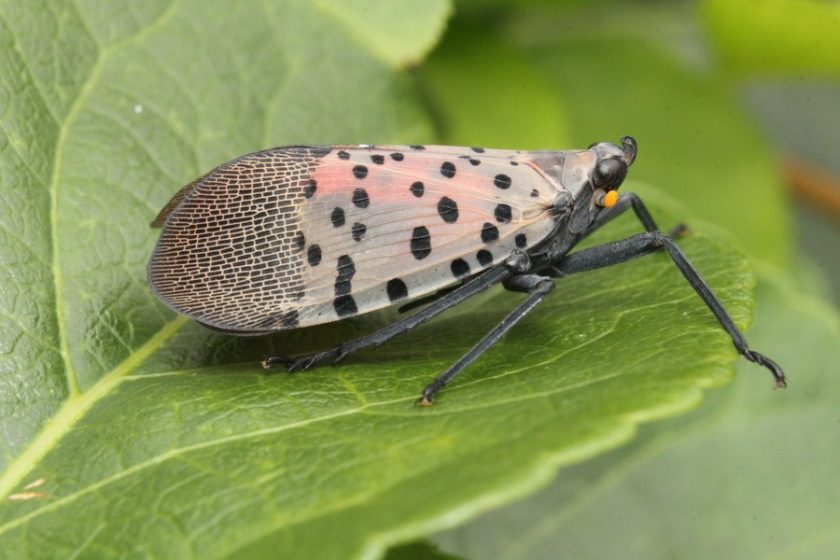 Spotted Lanternflies Are Here – The Academy of Natural Sciences