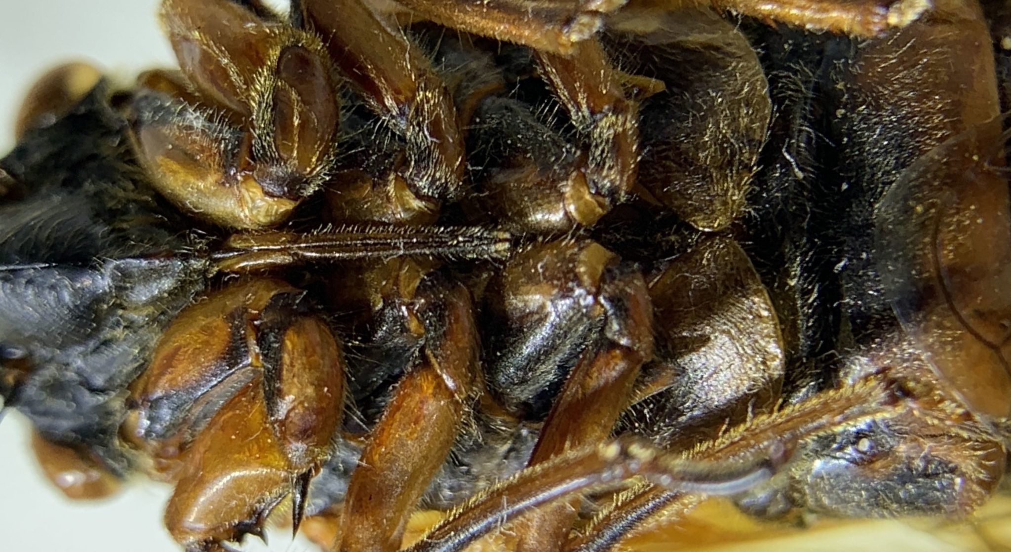 Brood X Cicadas, Pt 1 – The Academy of Natural Sciences