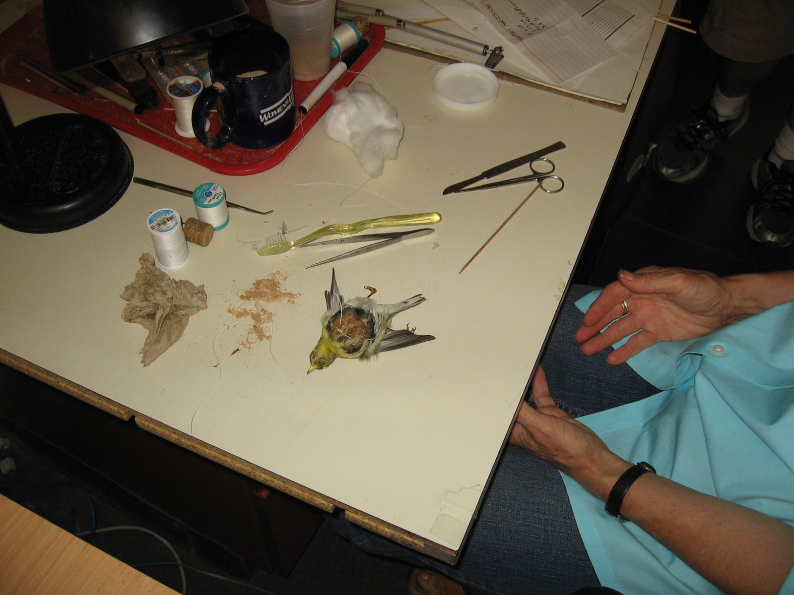 Specimen Preparation: A Preservation of Time – The Academy of Natural ...