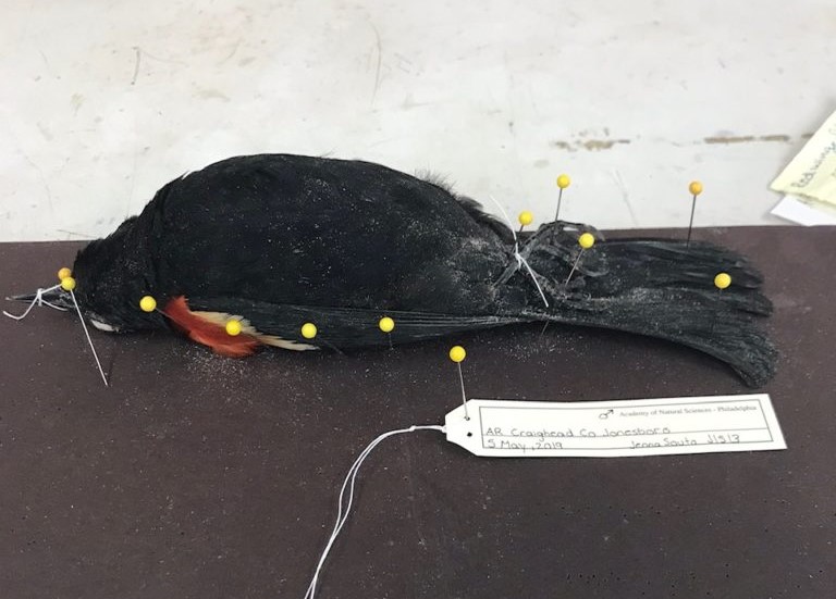 Specimen Preparation: A Preservation of Time – The Academy of Natural ...