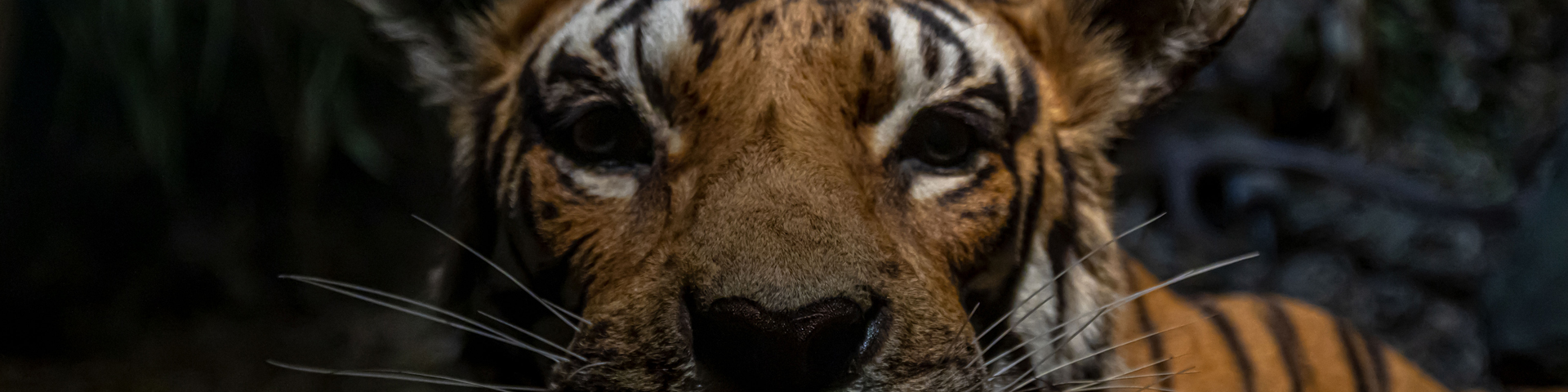 Bengal Tiger Habitat Diorama