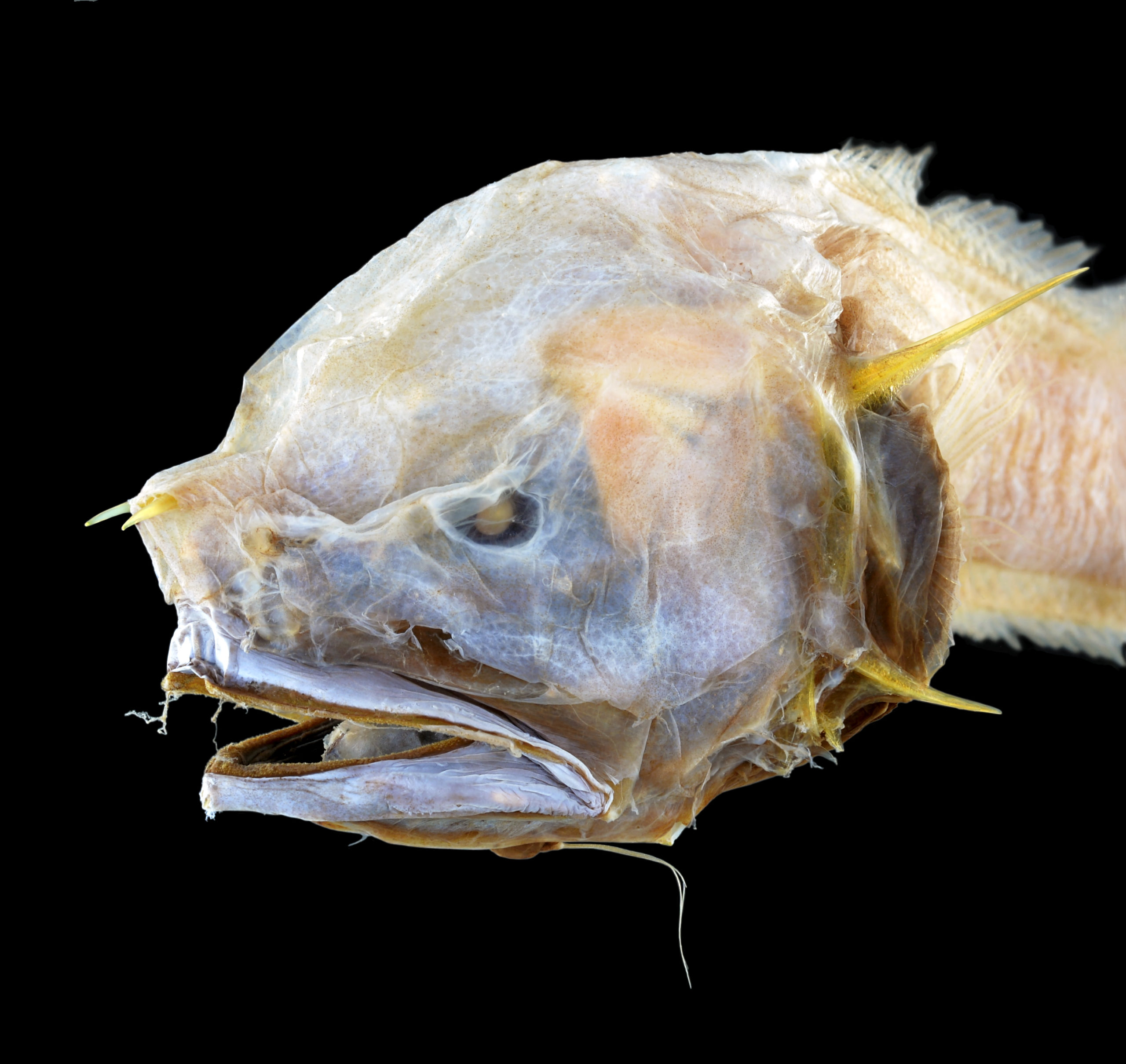 The Fish With the Fishy Name – The Academy of Natural Sciences