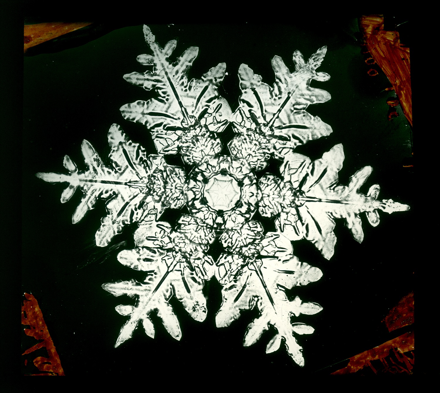 Say Freeze! Capturing the Microcosm – The Academy of Natural Sciences