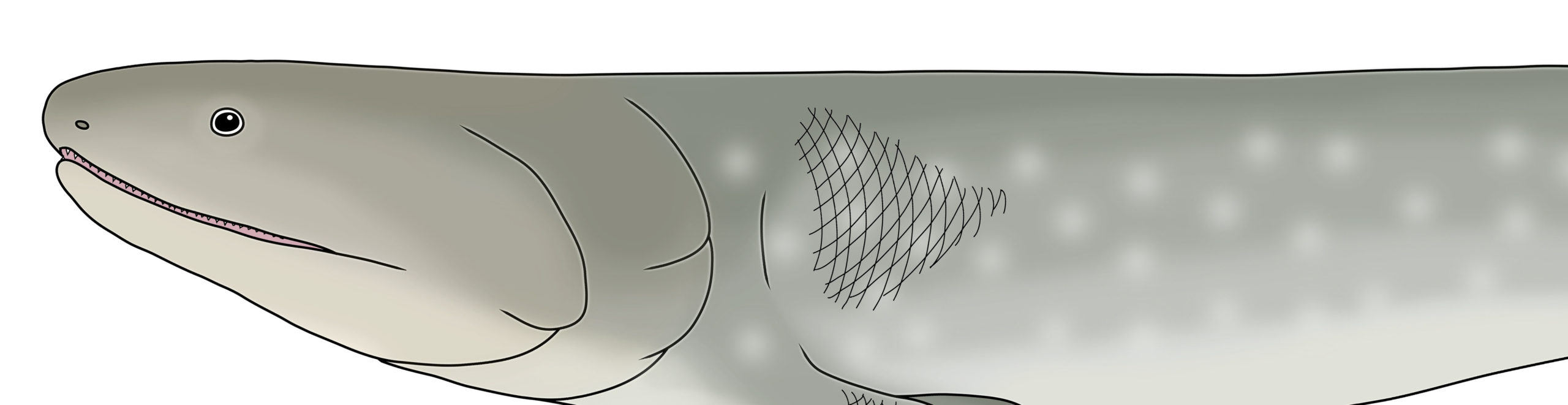 New Species of Ancient Fish Discovered Along PA Roadside – The Academy ...