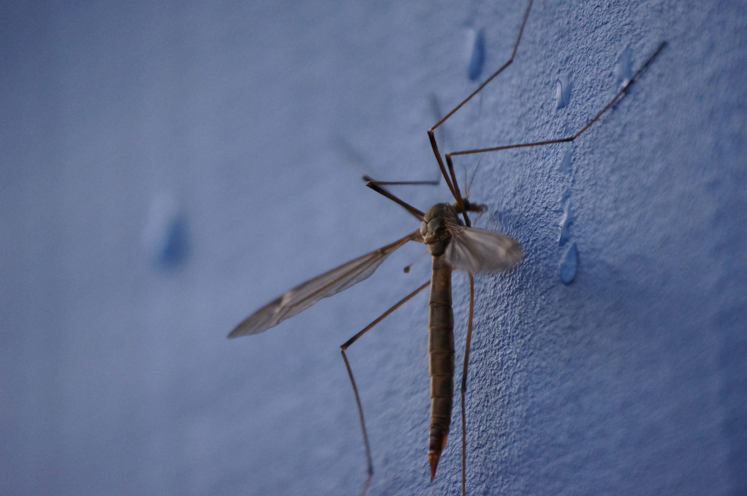 Capturing the Crane Fly – The Academy of Natural Sciences