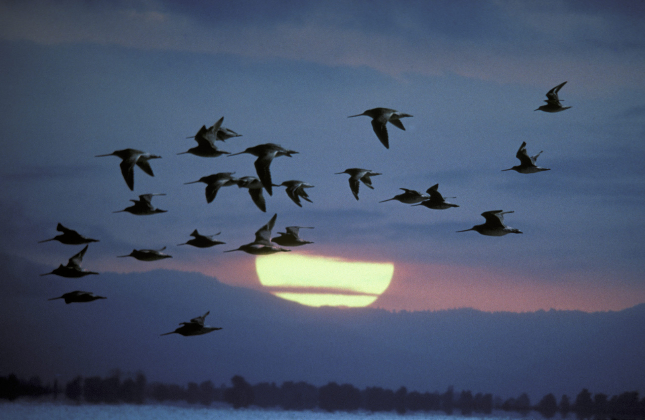 Bird Migrations Timeless And Threatened The Academy Of Natural Sciences bird-migrations-timeless-and-threatened-the-academy-of-natural-sciences