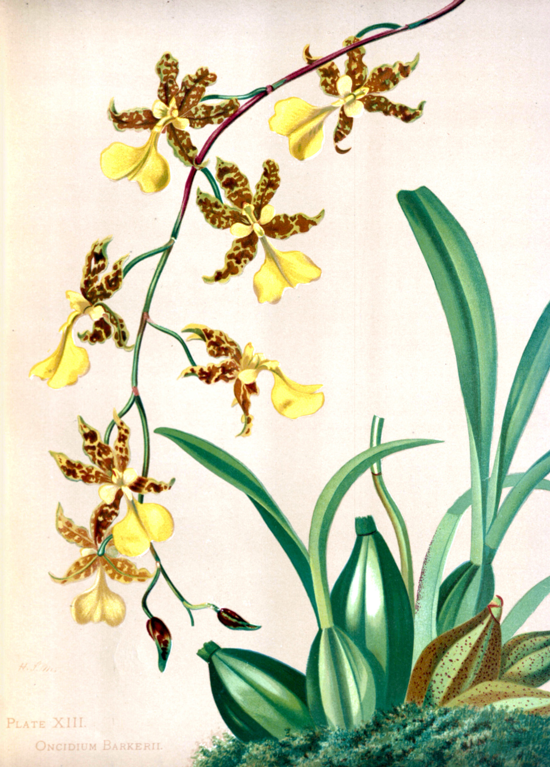 Orchids: The Royal Family of Plants – The Academy of Natural Sciences