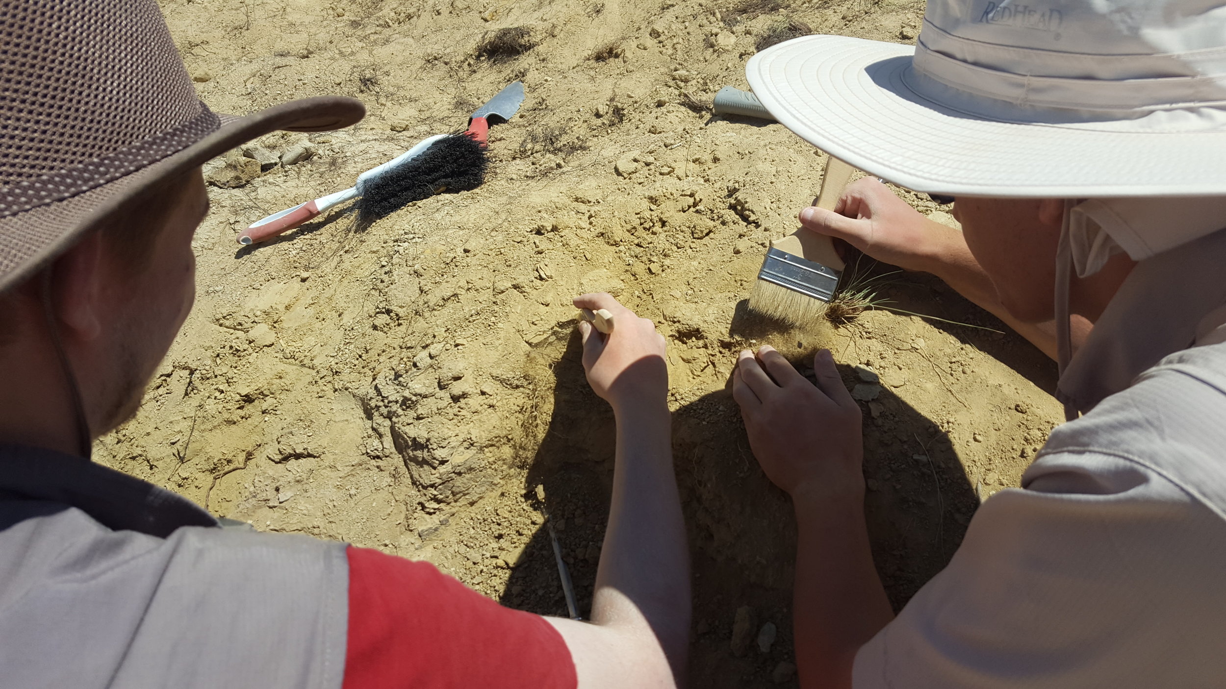 The Big Dig this Summer at Bighorn Basin – The Academy of Natural Sciences