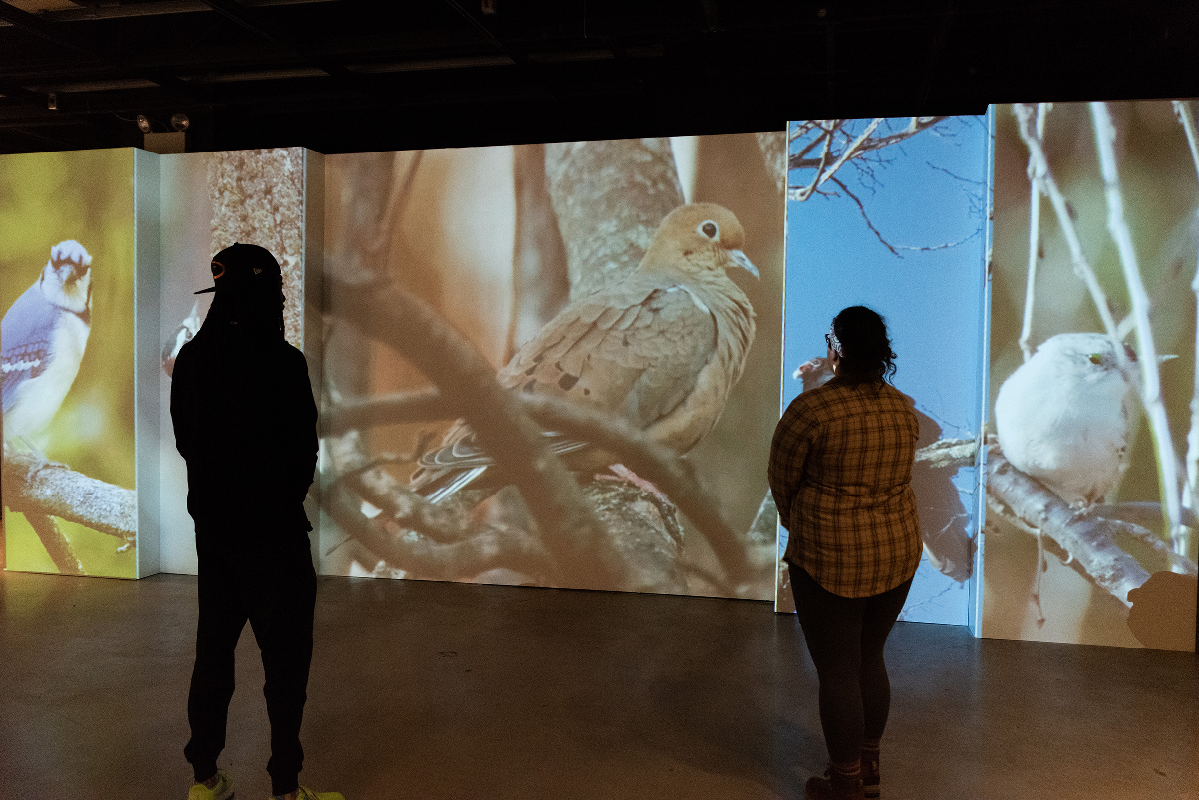 Conversations With Birds, They’re Everywhere – The Academy of Natural ...