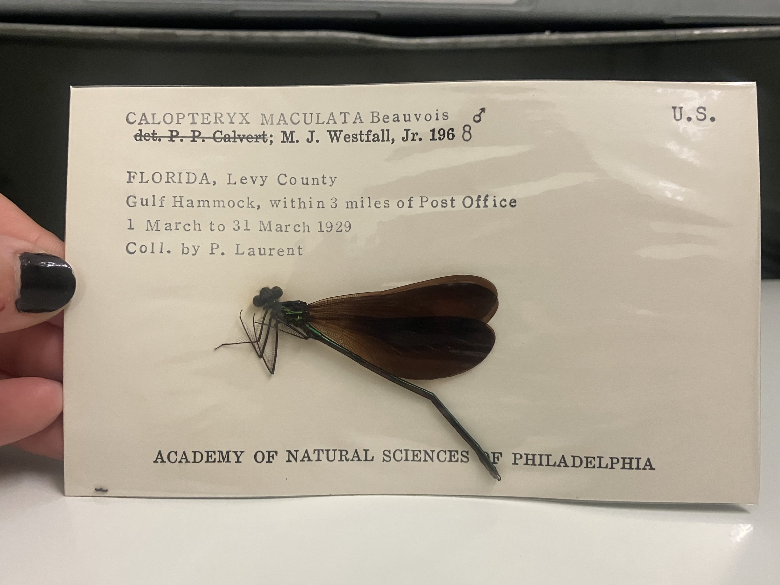 The Art of Tidying Up in the Entomology Collections – The Academy of ...