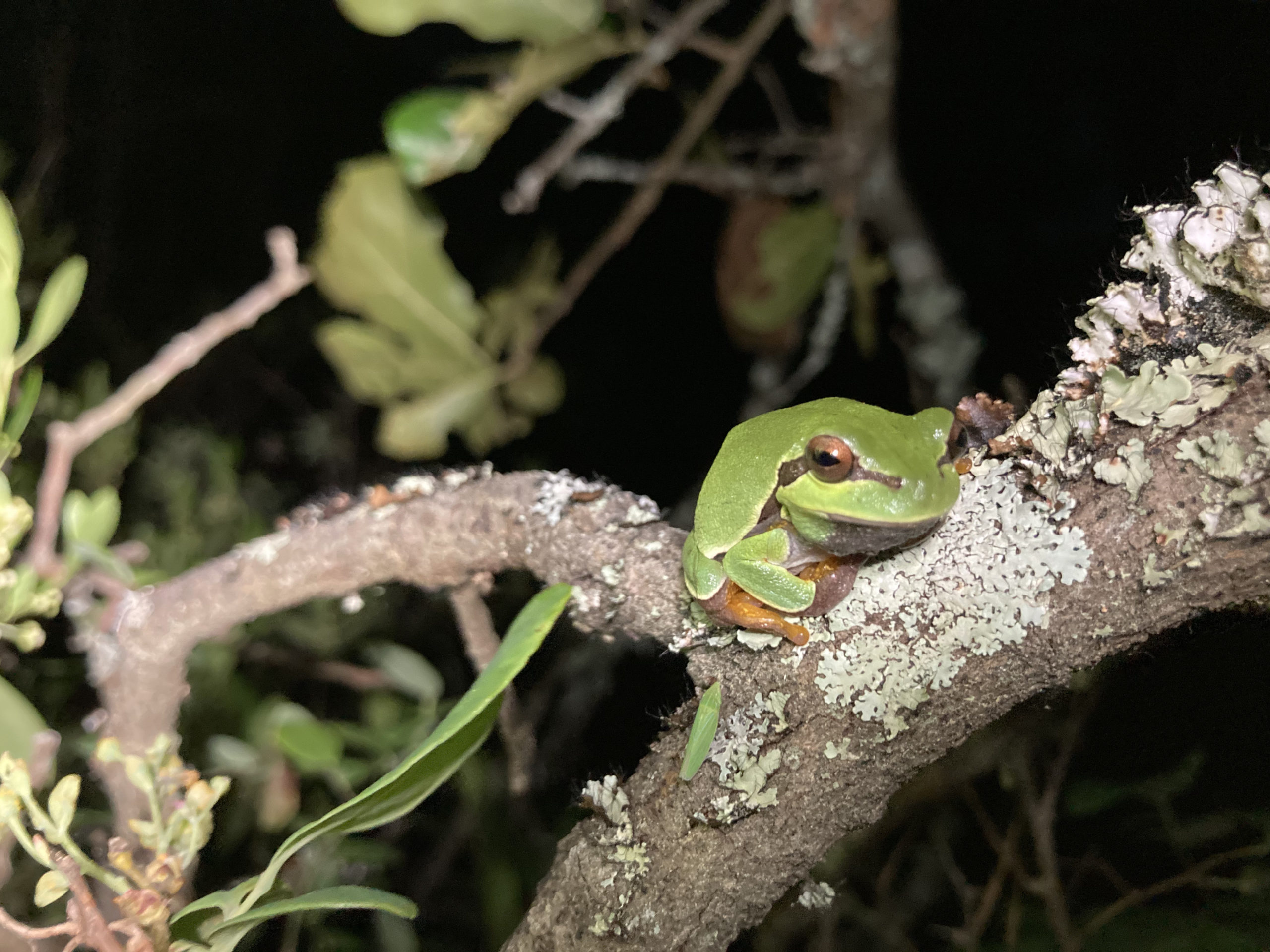 Highlighting Biodiversity: Finding Frogs in the New Jersey Pine Barrens ...