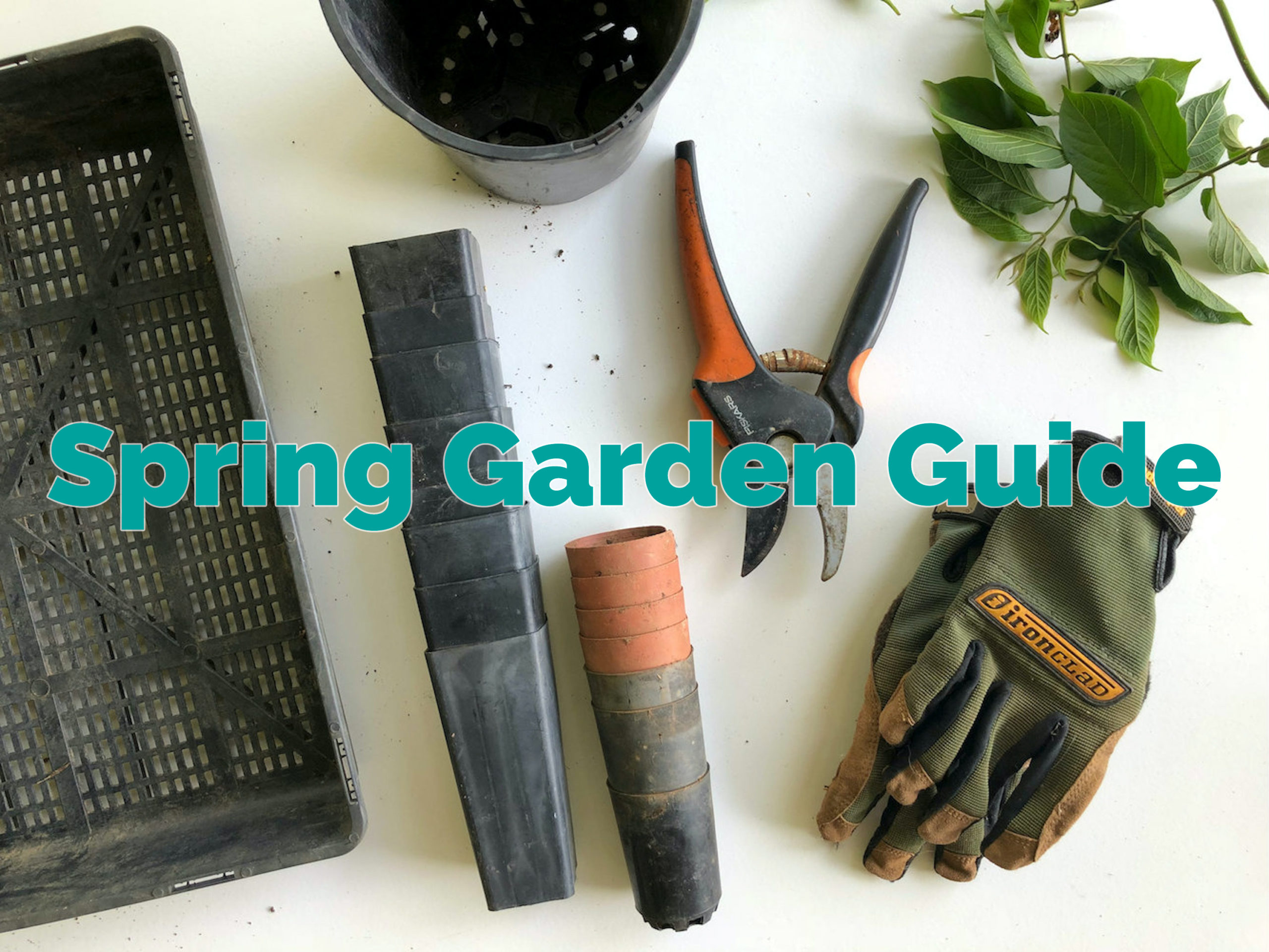 Spring Garden Guide – The Academy of Natural Sciences