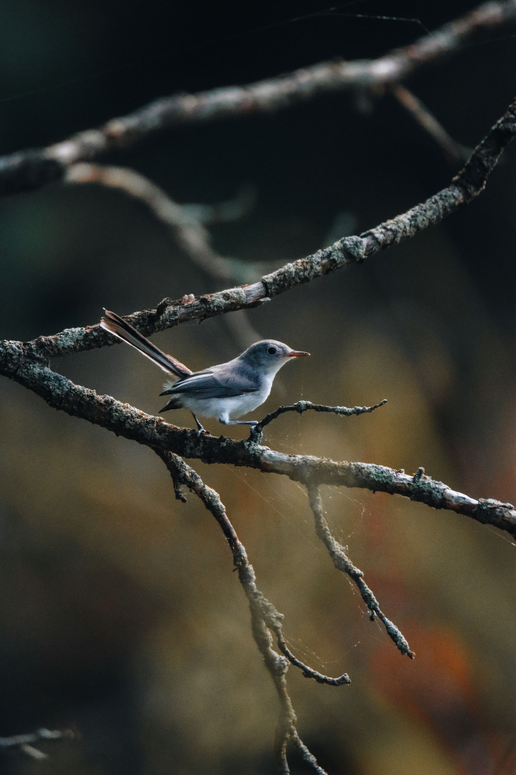 Create Bird-Friendly Habitats – The Academy of Natural Sciences