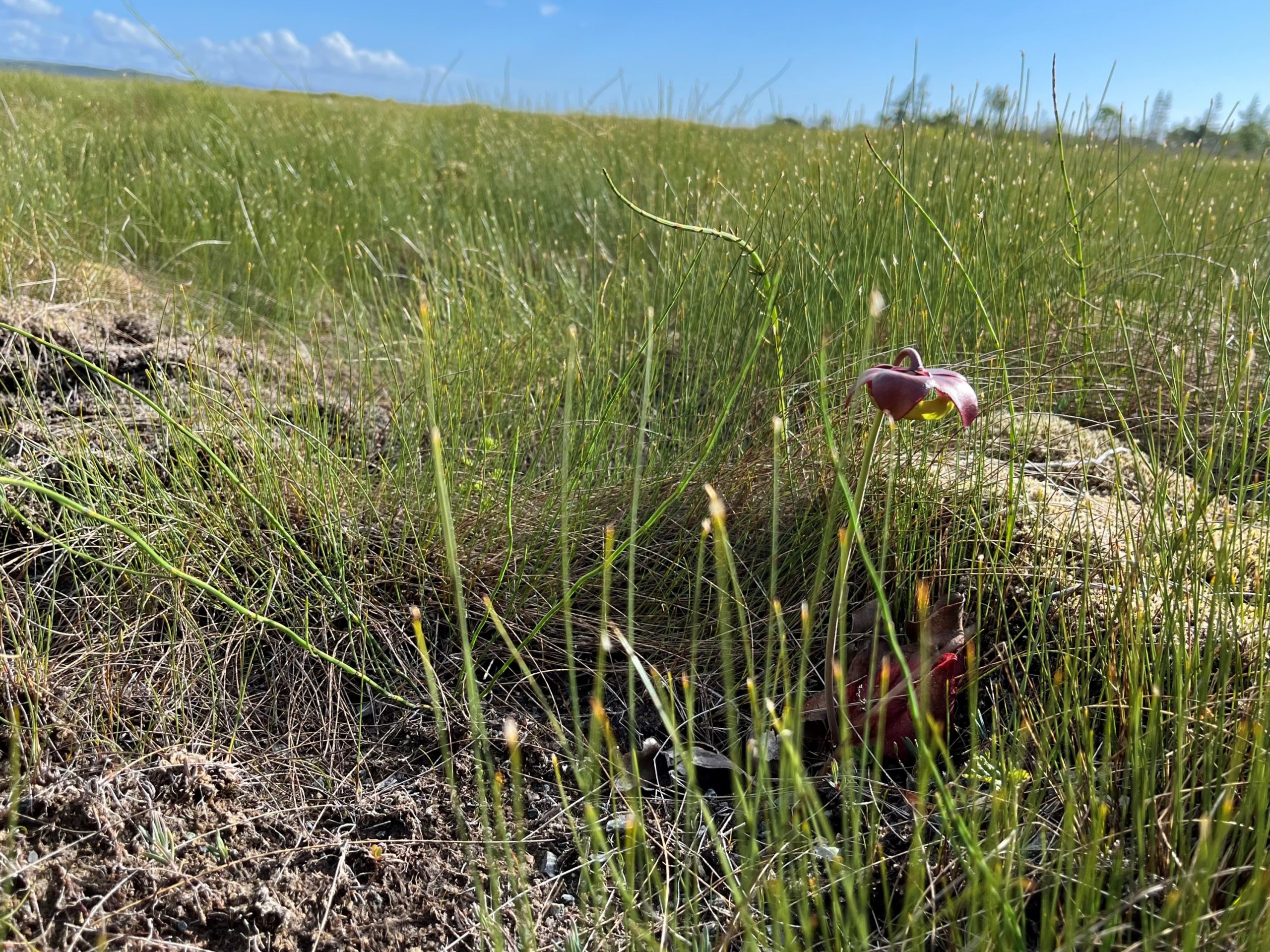 Highlighting Biodiversity: Familiar Flora in Newfoundland and Labrador ...