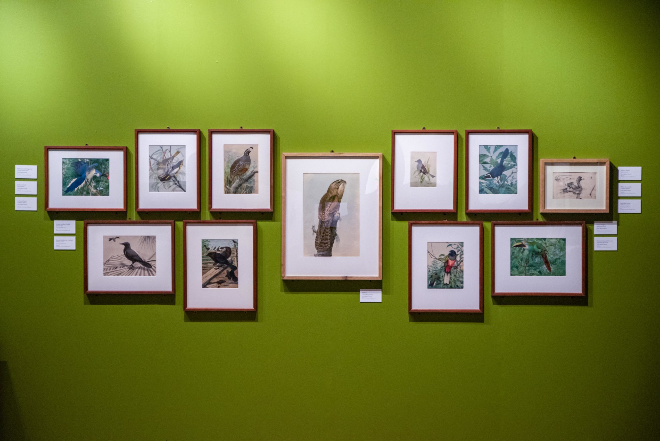 New Exhibit Looks Into Drawing as a Way of Knowing Birds – The Academy ...