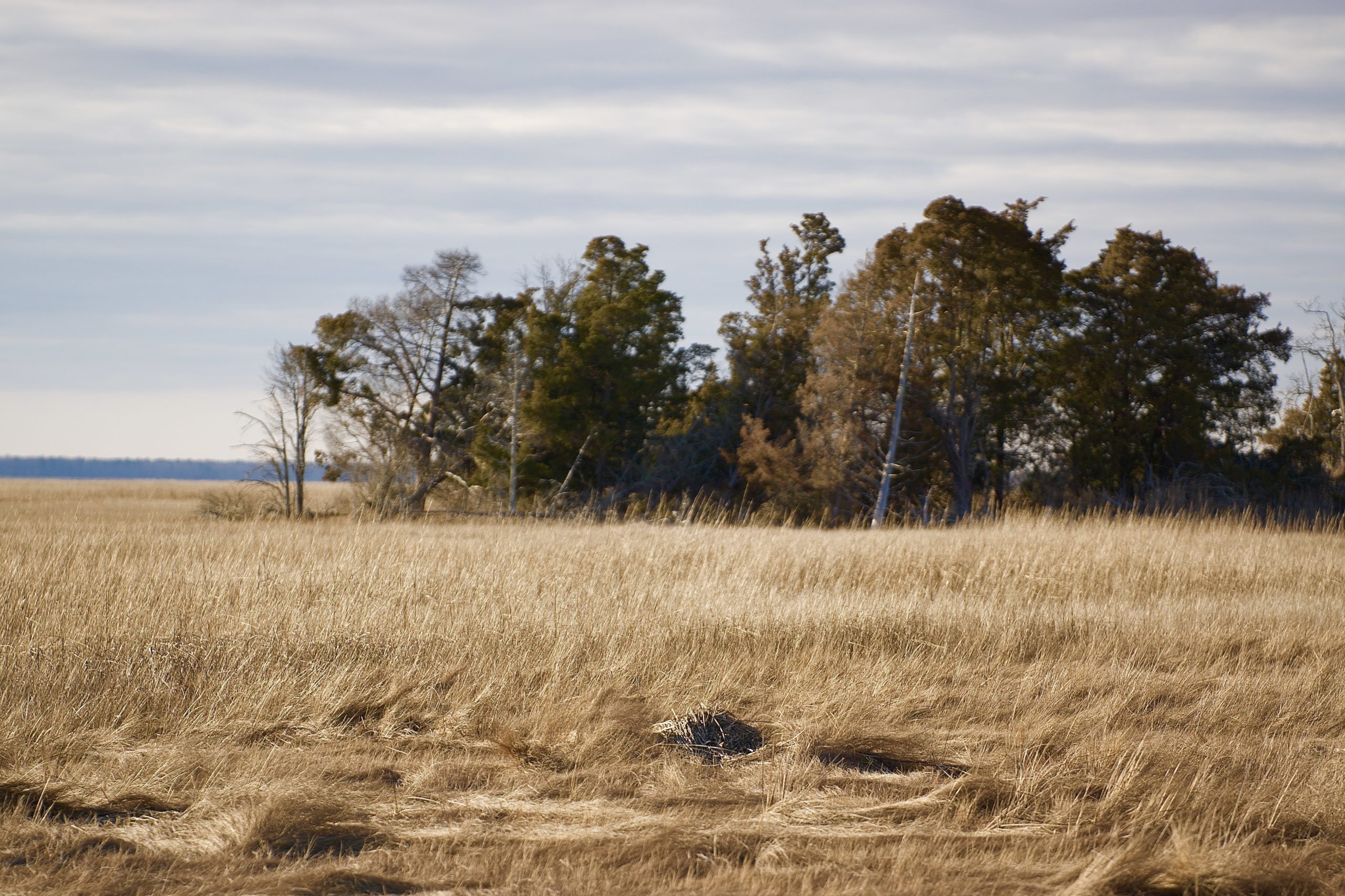 From Coastal Ecosystems to Cultural Exchanges, a Fulbright in Fiji this ...